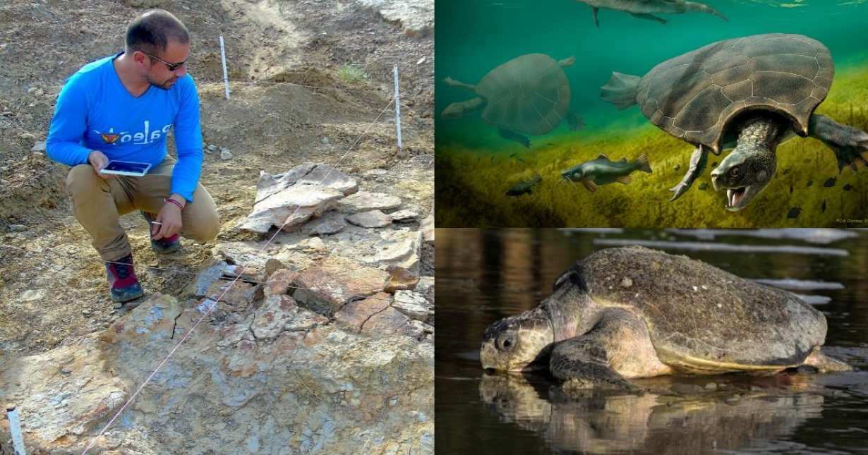 Scientists find new fossils of car-sized prehistoric turtle in South ...