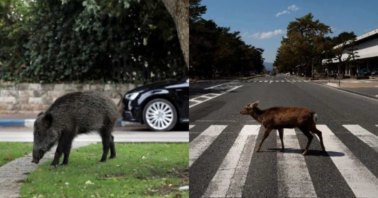 Emboldened animals venture into locked-down cities worldwide - World News