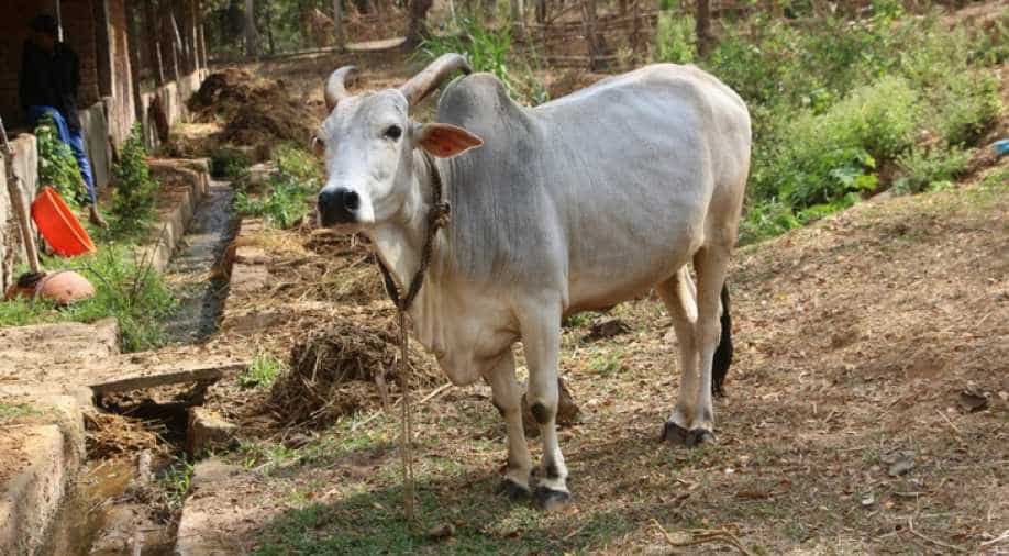Gujarat begins 'cow tourism' project, India News News | wionews.com
