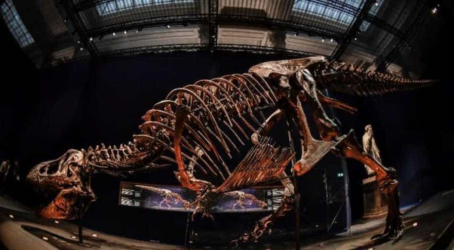 First 'real look' at T-Rex skeleton in Paris museum - World News