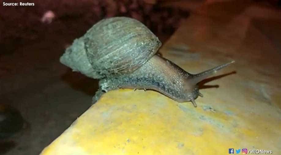 Giant snail invaders pose health concerns in Peru - Life & Fun News