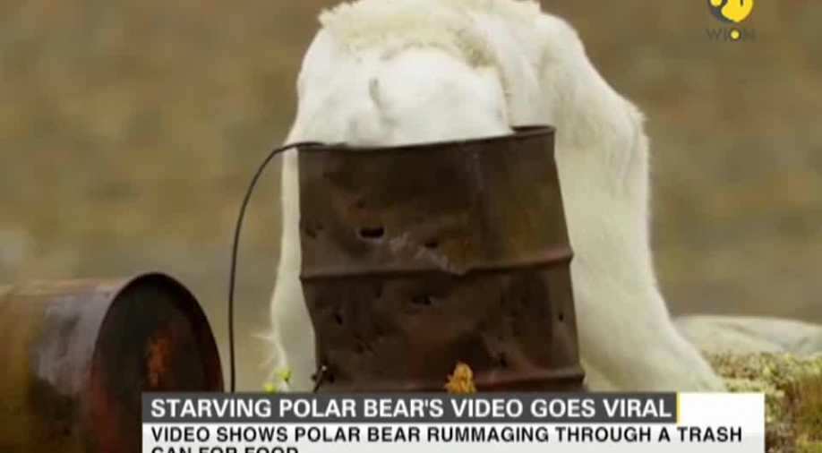 Starving Polar Bear's video goes viral - World News
