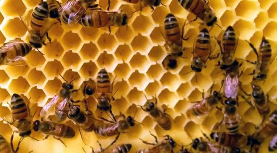 Thirsty for honey, UAE battles world bee crisis with hybrid species ...