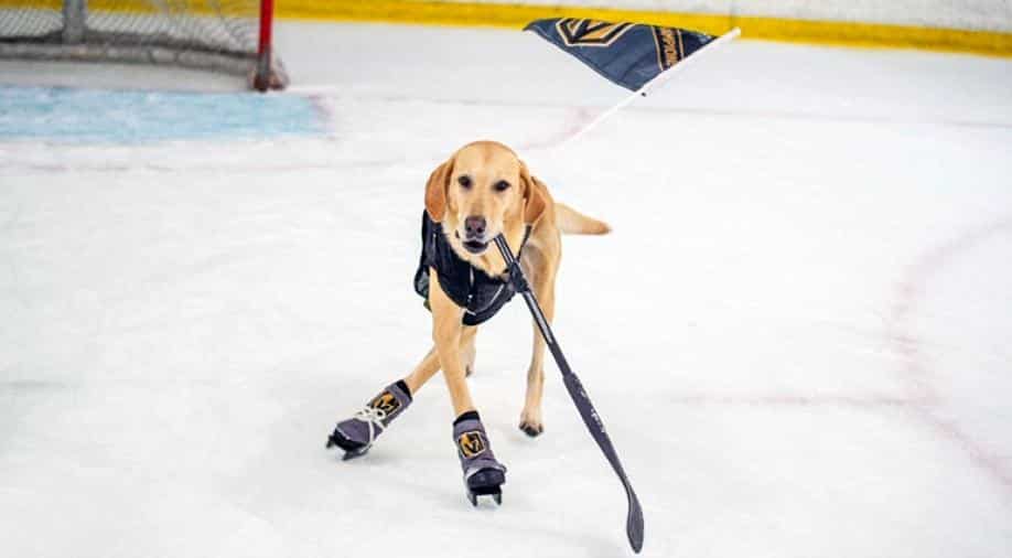 This dog's ice skills will give you pause - World News