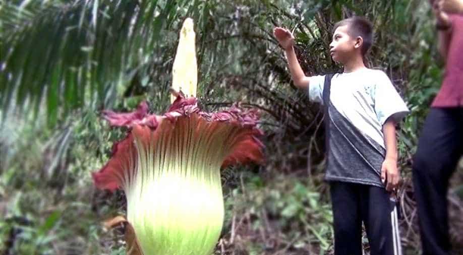 Indonesian farmer stumbles across huge 'corpse flower', World News ...