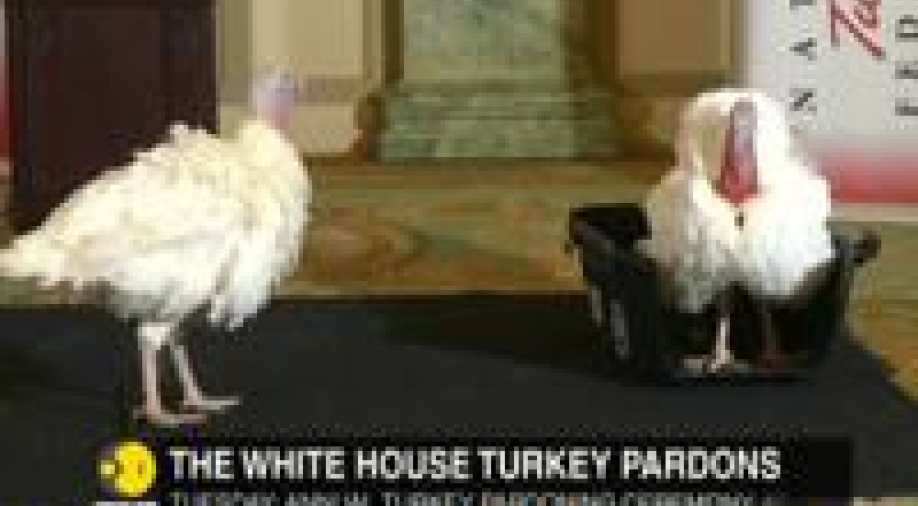 Meet the lucky Turkeys of thanksgiving - Americas News