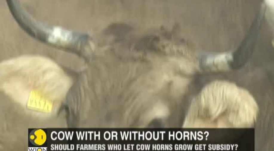 Why Switzerland is voting on cows ? - World News