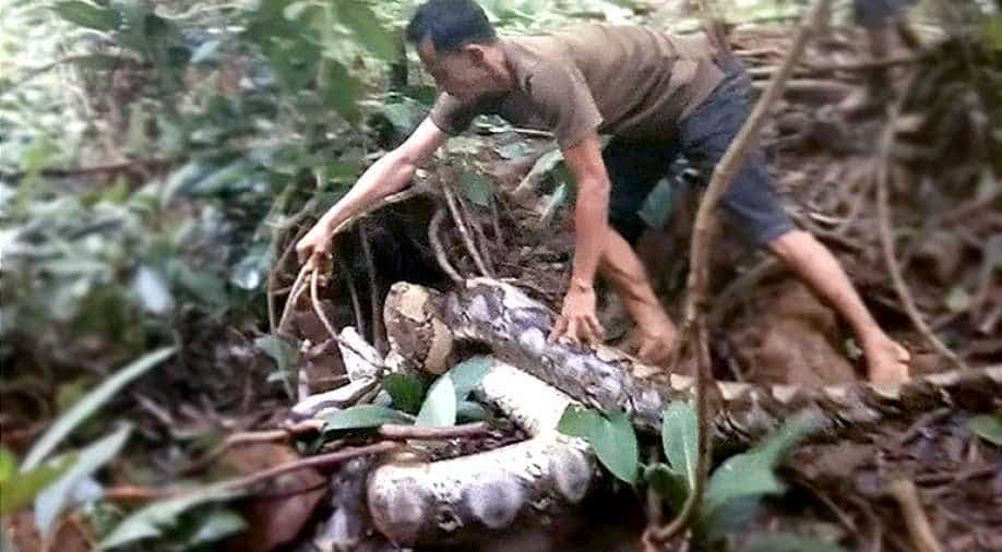 Great snakes! Indonesians wrestle with giant python - World News