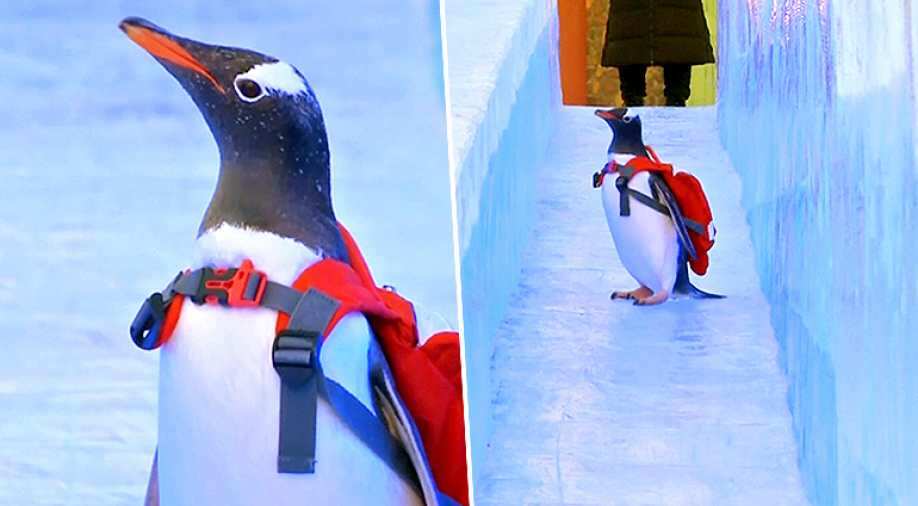 Penguins slide on ice at China's Harbin festival - World News