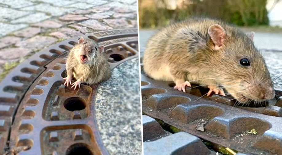 Fat rat rescued by team of firefighters from manhole cover, World News ...