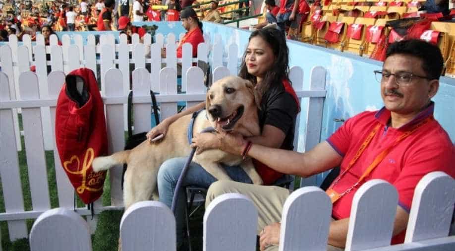 IPL: Dogs get special seats for Mumbai vs Bangalore match at ...