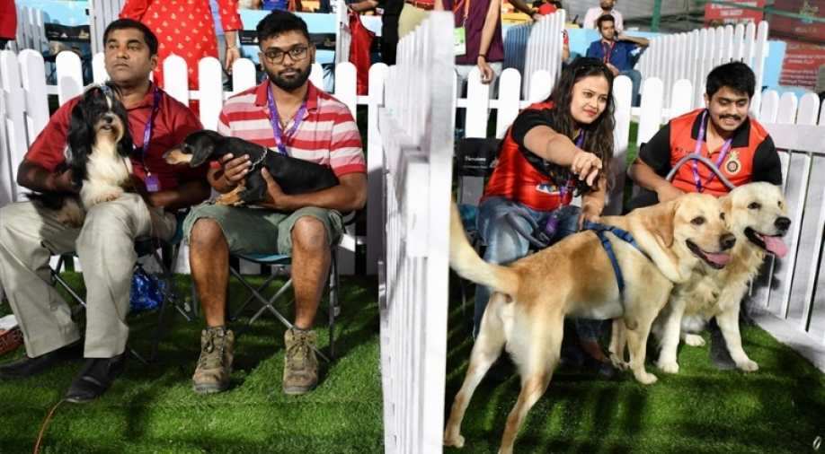 IPL: Dogs get special seats for Mumbai vs Bangalore match at ...