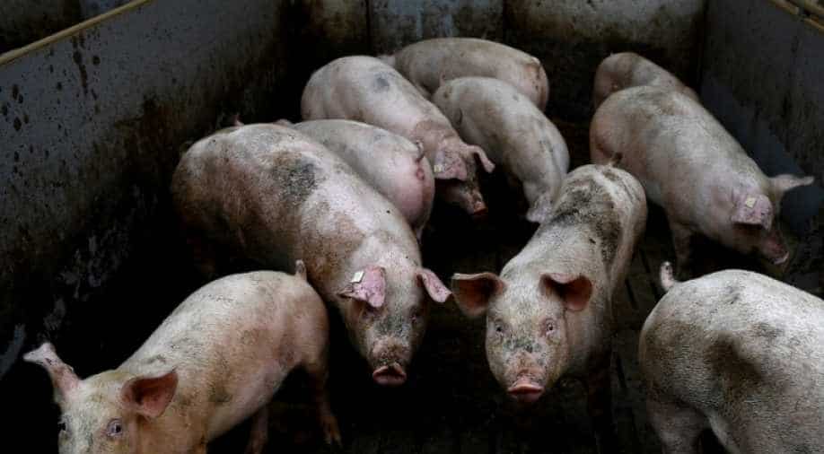 Indonesia buries over 1,000 cholera-hit pigs, World News | wionews.com