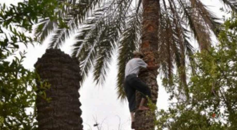Tunisian 'legmi': Date palm drink favourite during Ramadan - World News