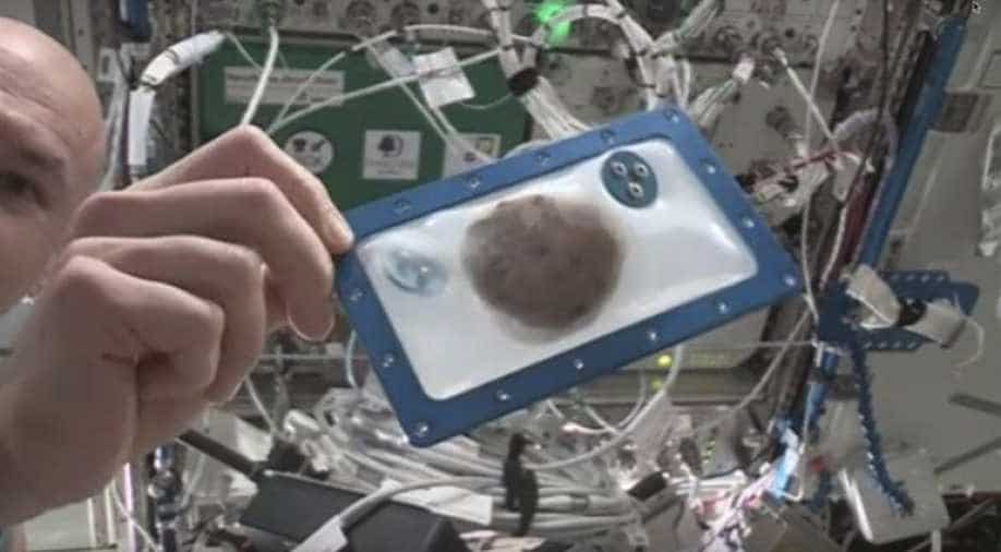 Space-baked cookies are up for grabs after testing astronauts patience ...