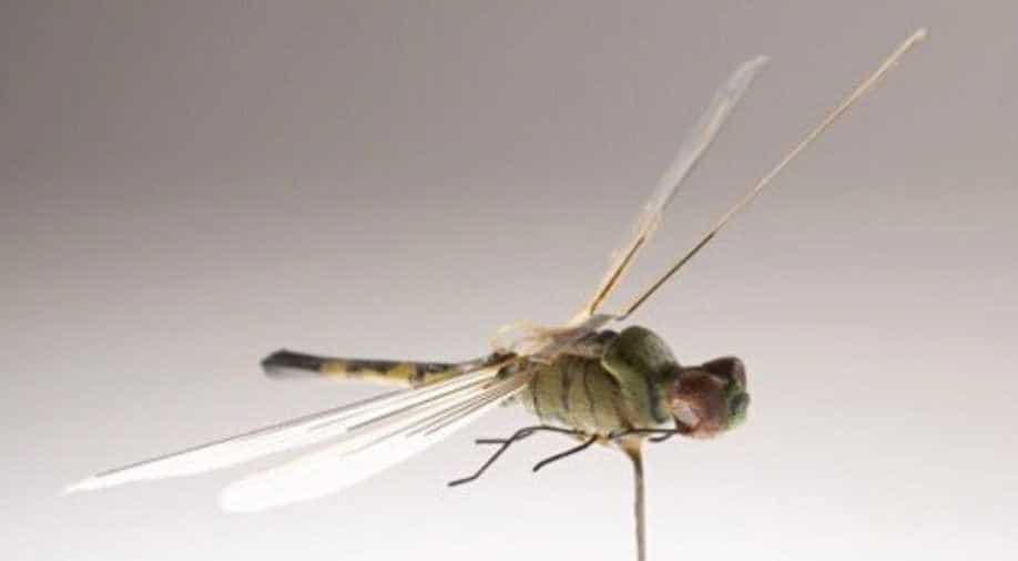 Insectothopter: The bug-carrying bug - World News