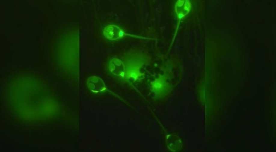Scientists discover first organism that does not need oxygen to live ... Scientists discover first organism that does not need oxygen to live ...