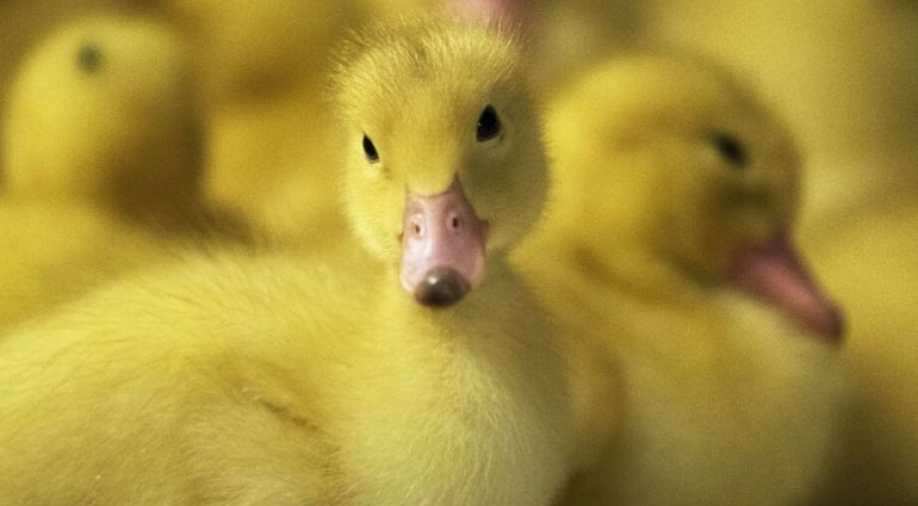 Jaw-dropping: Study of toothed bird fossil leads to insight into ...