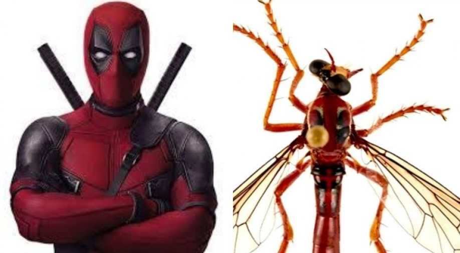 Australia names new species of flies after Marvel superheroes - Science ...