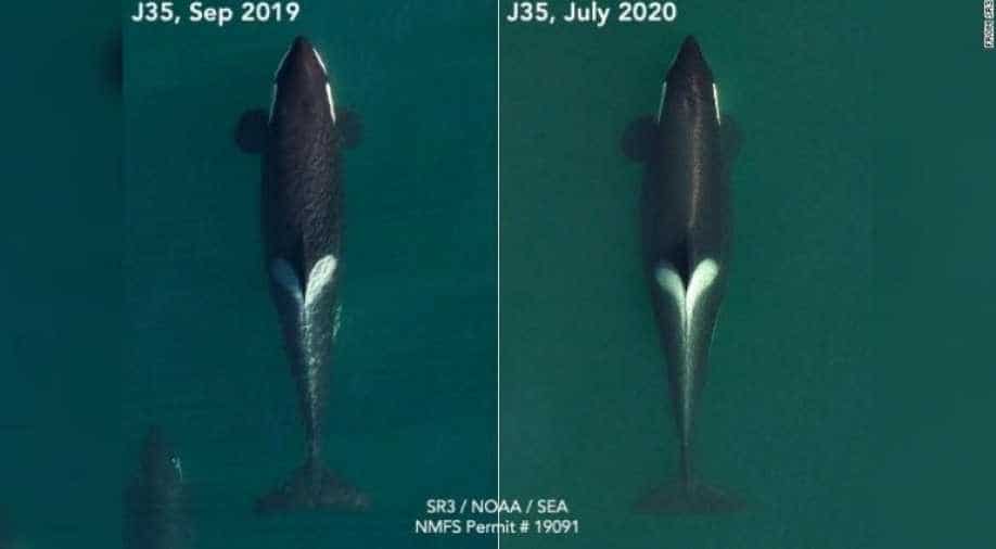 Killer whale, J35, who carried dead newborn for weeks is pregnant again ...