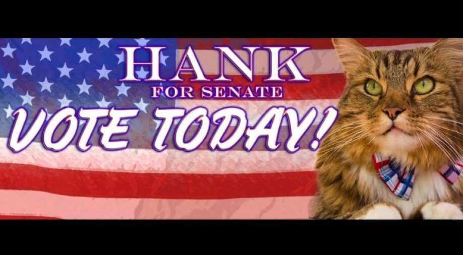 Paw-erful: Some of the most famous cats who ran for elections - World News