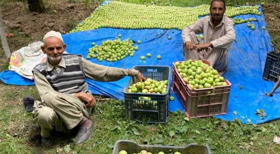Orchards dazzle with Apples in J&K: Big boost to rural economy - India News