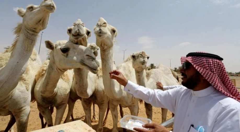 Saudi Arabia opens world's largest camel hospital and research facility ...