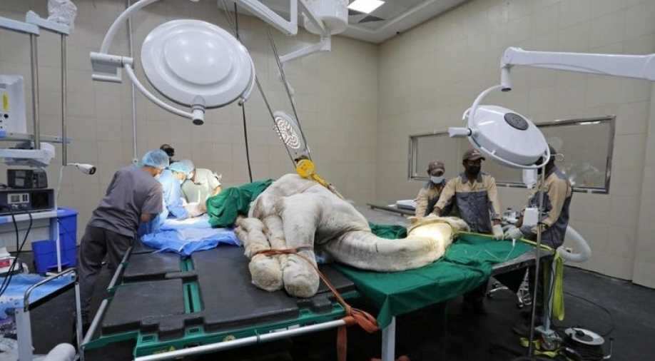 Saudi Arabia opens world's largest camel hospital and research facility ...