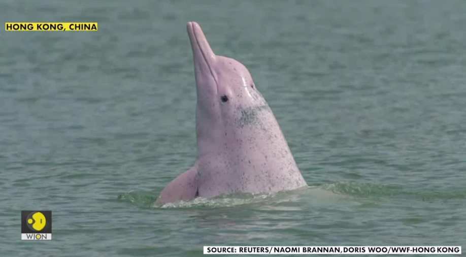 Rare dolphins make a comeback in quieter Hong Kong waters, Edge News ...
