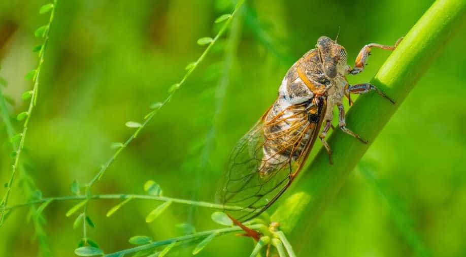 Climate change may kill 65 per cent of insects on Earth, says a study ...
