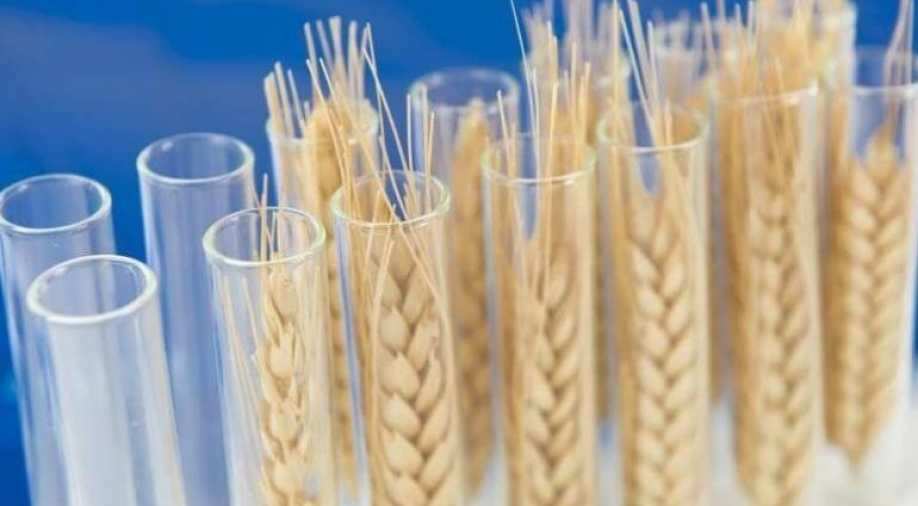 Argentina first country to approve HB4 drought-resistant genetically ...