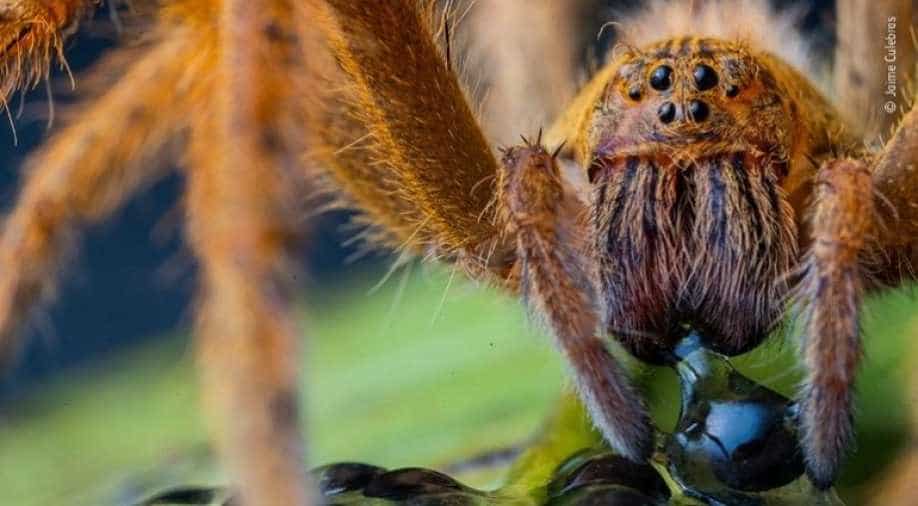 Wildlife Photography Awards: Tigress hugging tree wins title - World News