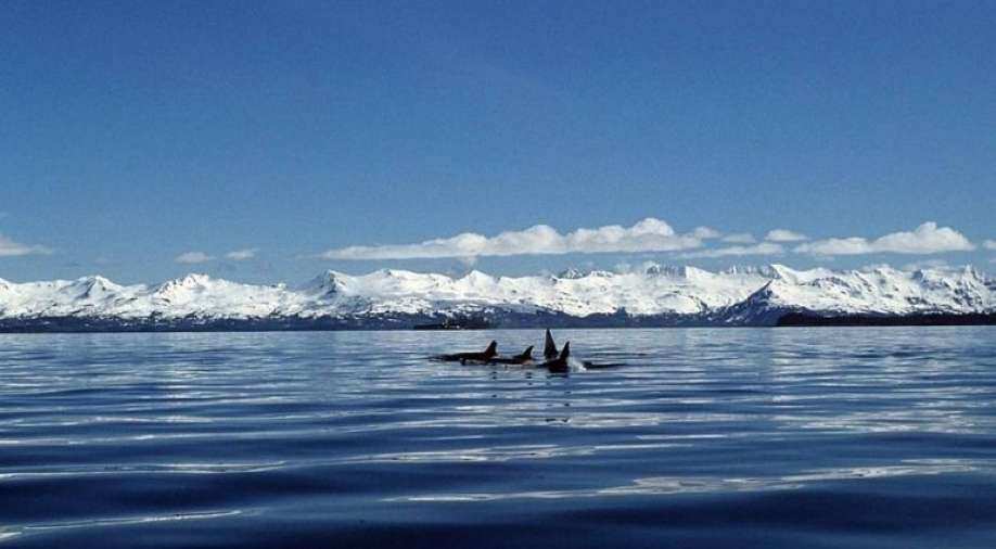 Scientists warn of a mega-tsunami along Alaskan coast as early as 12 ...