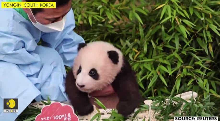 Giant panda cub makes her debut at South Korea zoo - Edge News