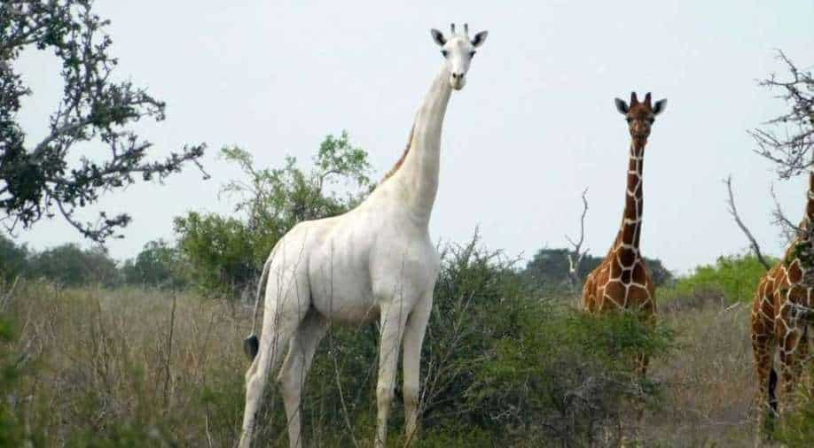 World's only surviving white giraffe gets fitted with a tracking device ...