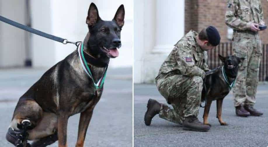 British military dog gets 'Victoria Cross' for charging al-Qaeda gunman ...
