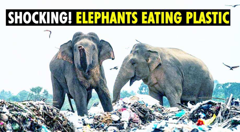 Drone footage shows hungry elephants looking for food in Sri Lanka ...