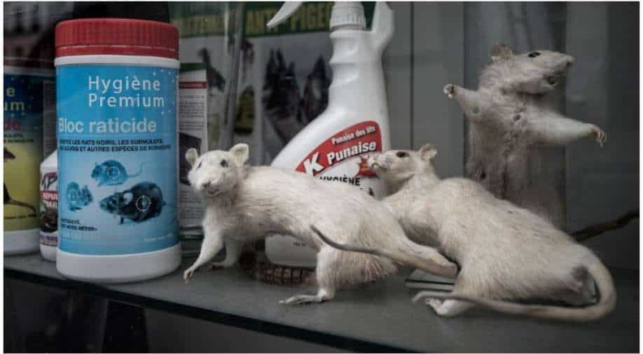 New York Chipotle forced to close due to Avocado-eating rats - World News