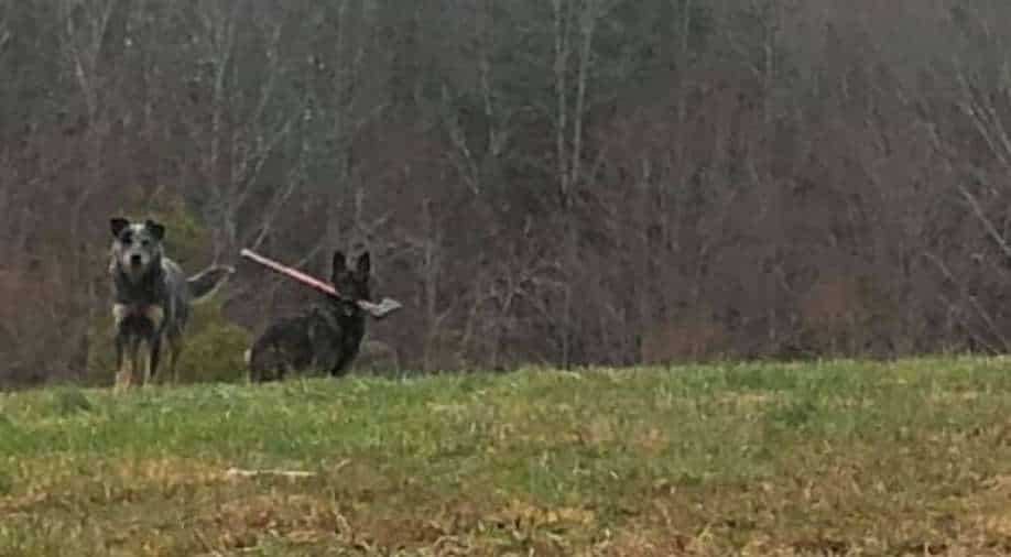 Axe-cessive security: Mailman spots dog carrying axe in its mouth ...