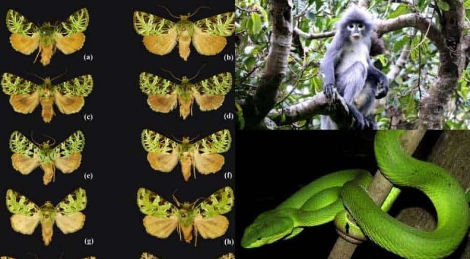 UK researchers discover 503 new species previously unknown to science ...