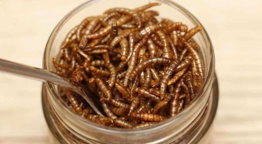 Mealworms for dinner? European Union approves first insect food - World ...