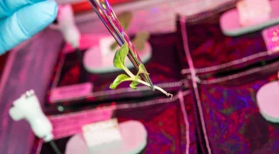 'Breakthrough': First plant transplant takes place in International ...