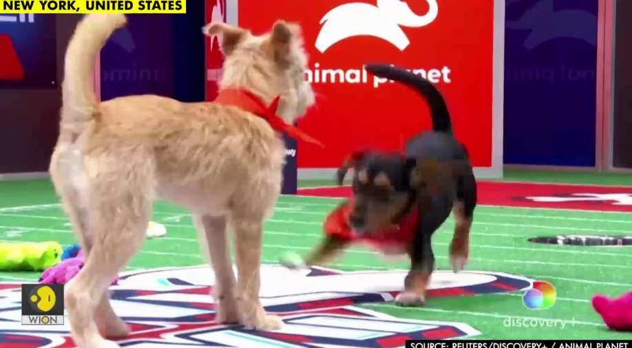 Teams Ruff and Fluff battle it out during the annual Puppy Bowl - Edge News