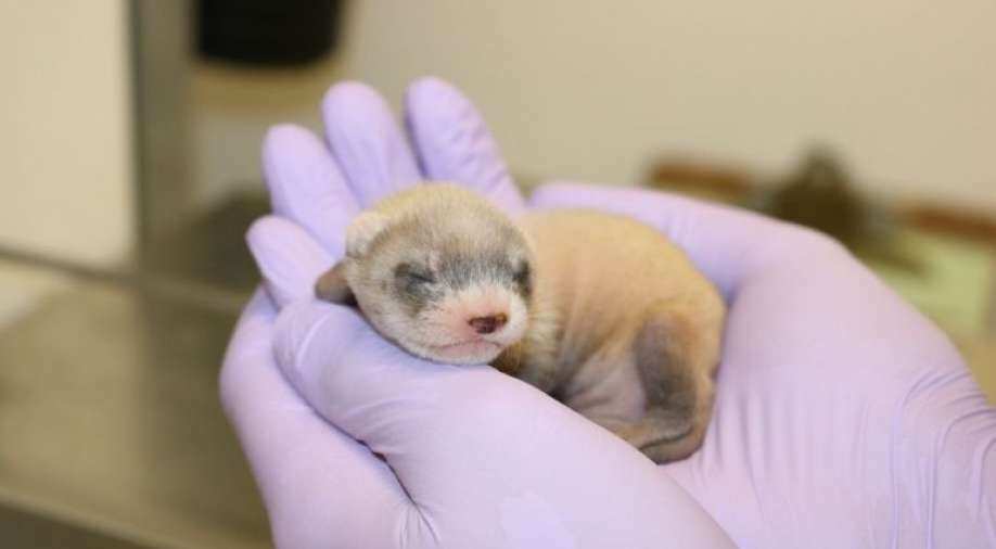 Scientists successfully clone endangered black-footed ferret, Science ...