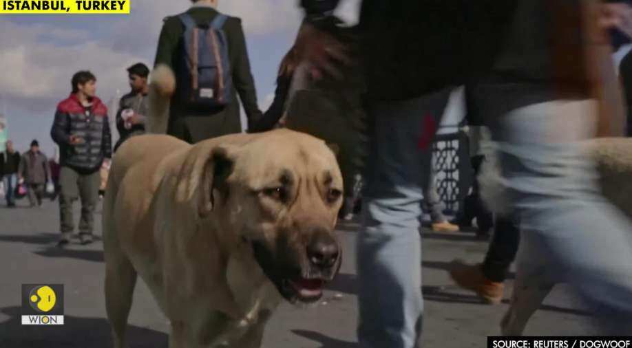 Istanbul stray dogs get own starring roles in new film - Entertainment News