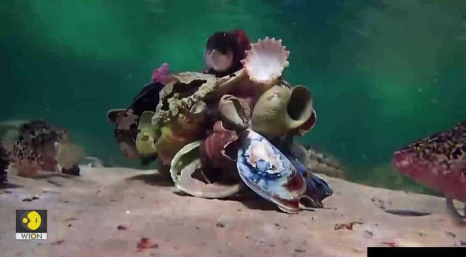 Human-octopus love story up for best documentary Oscar - Entertainment News