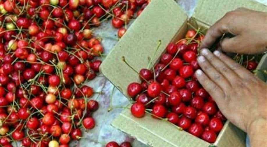 Italian farmers produce world's largest and heaviest cherry - World News
