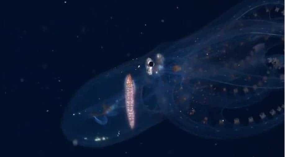 Watch: Glass octopus videotaped by marine scientists in the Pacific ...