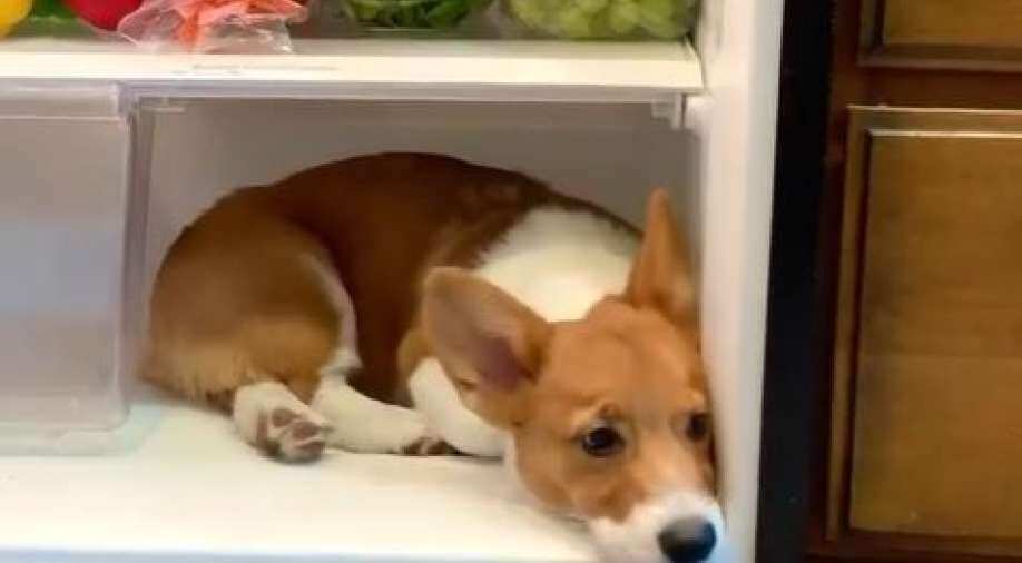 Watch: Video of dog 'chilling' inside fridge goes viral, with 10 ...