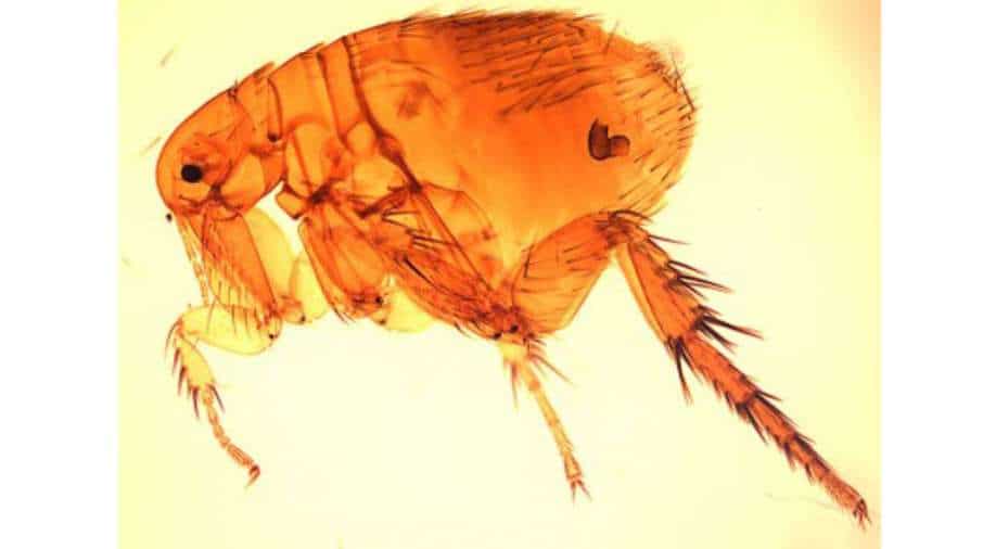 Scrub typhus: All about the mystery fever that has been gripping Indian ...